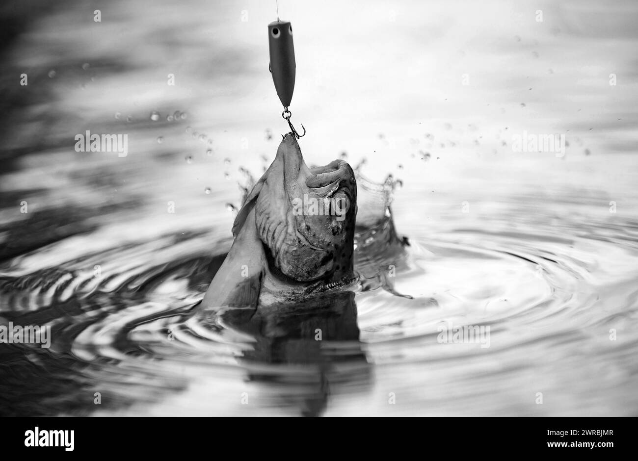 Fishes catching hooks. Fish trout on a hook. Brown trout being caught ...