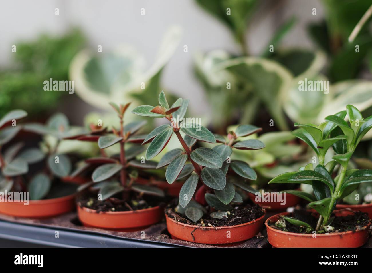 small potted houseplants Stock Photo - Alamy