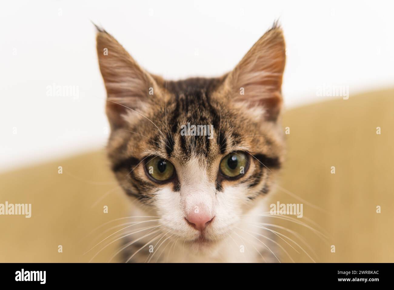 Kitty looking up at camera hi-res stock photography and images - Alamy
