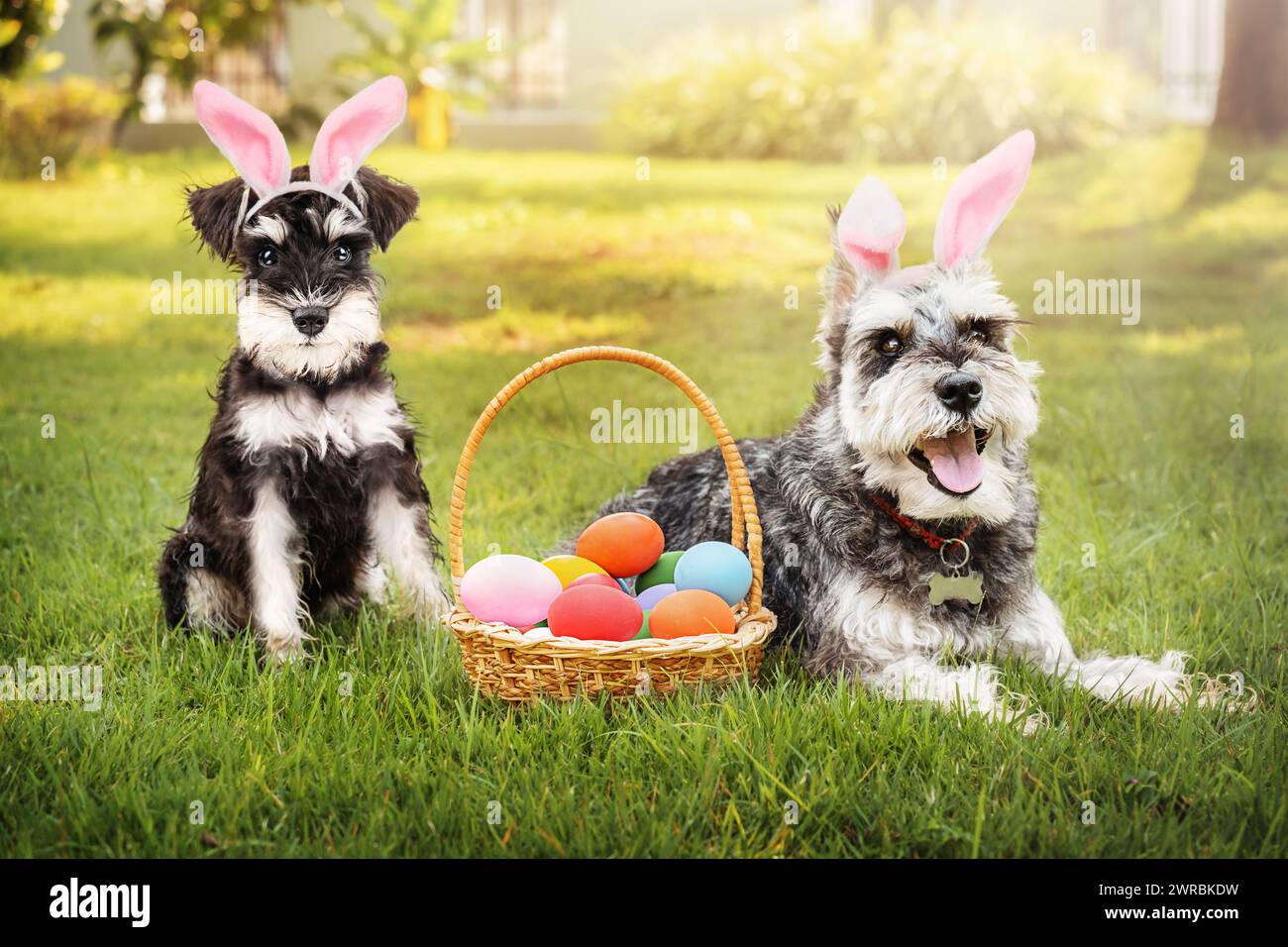 Miniature Schnauzer puppy and dog with Easter bunny ears with a basket ...