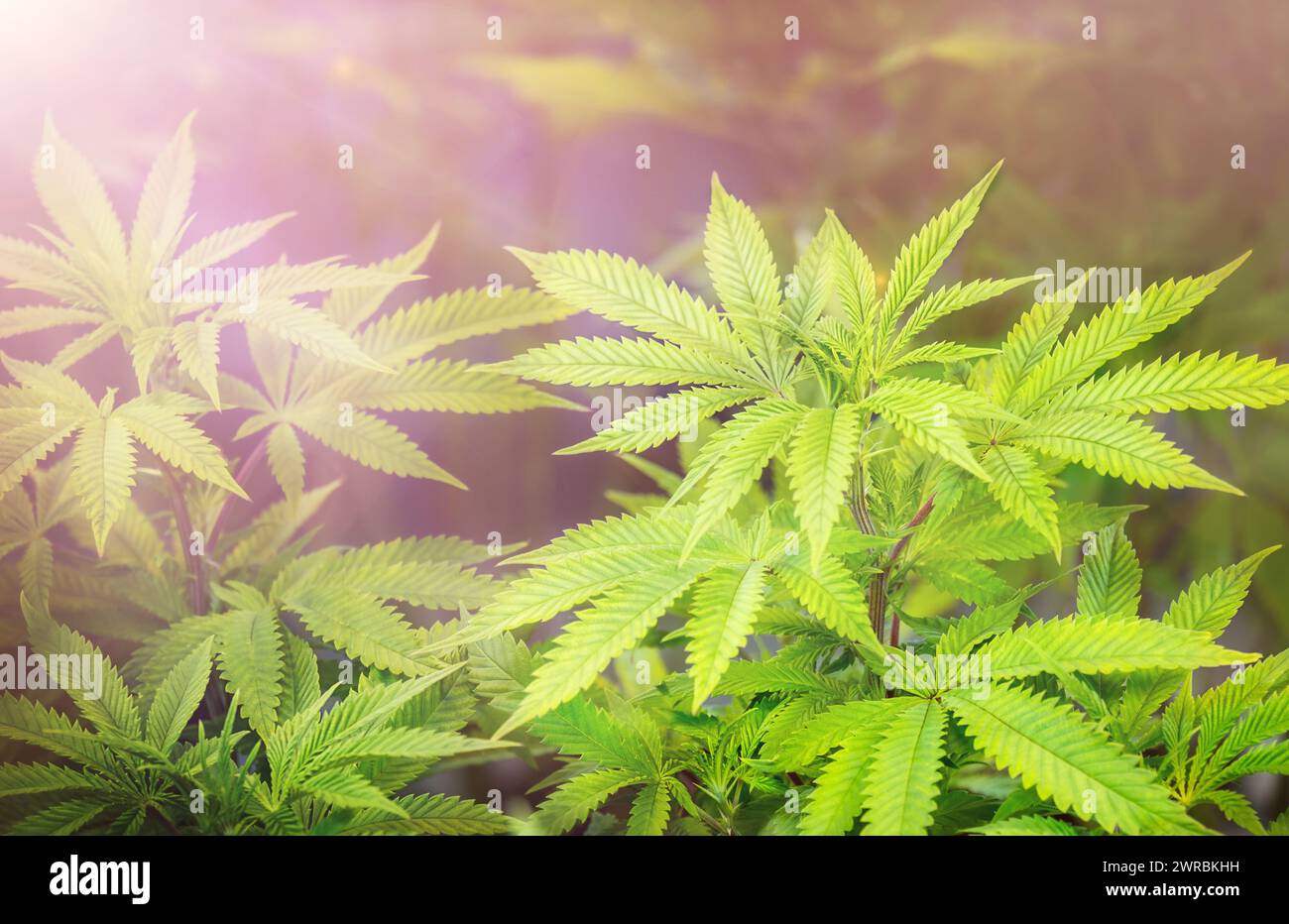 Cannabis bushes hi-res stock photography and images - Alamy