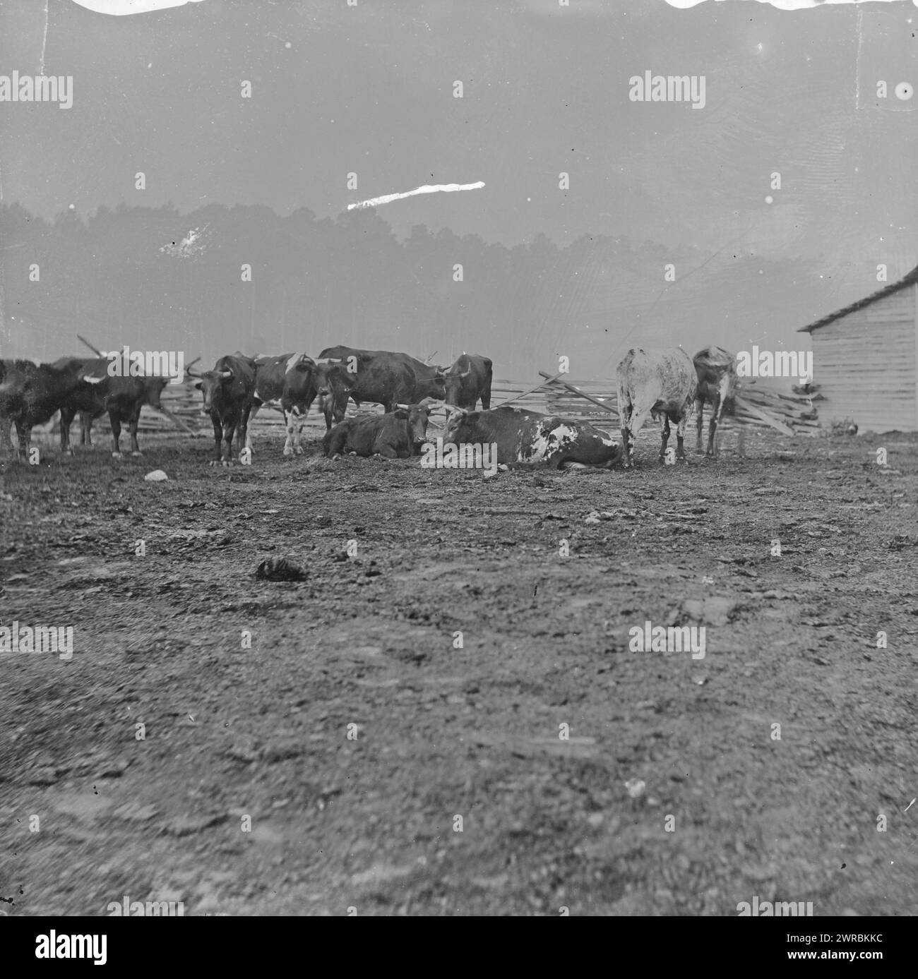 Wet cattle Black and White Stock Photos & Images - Alamy