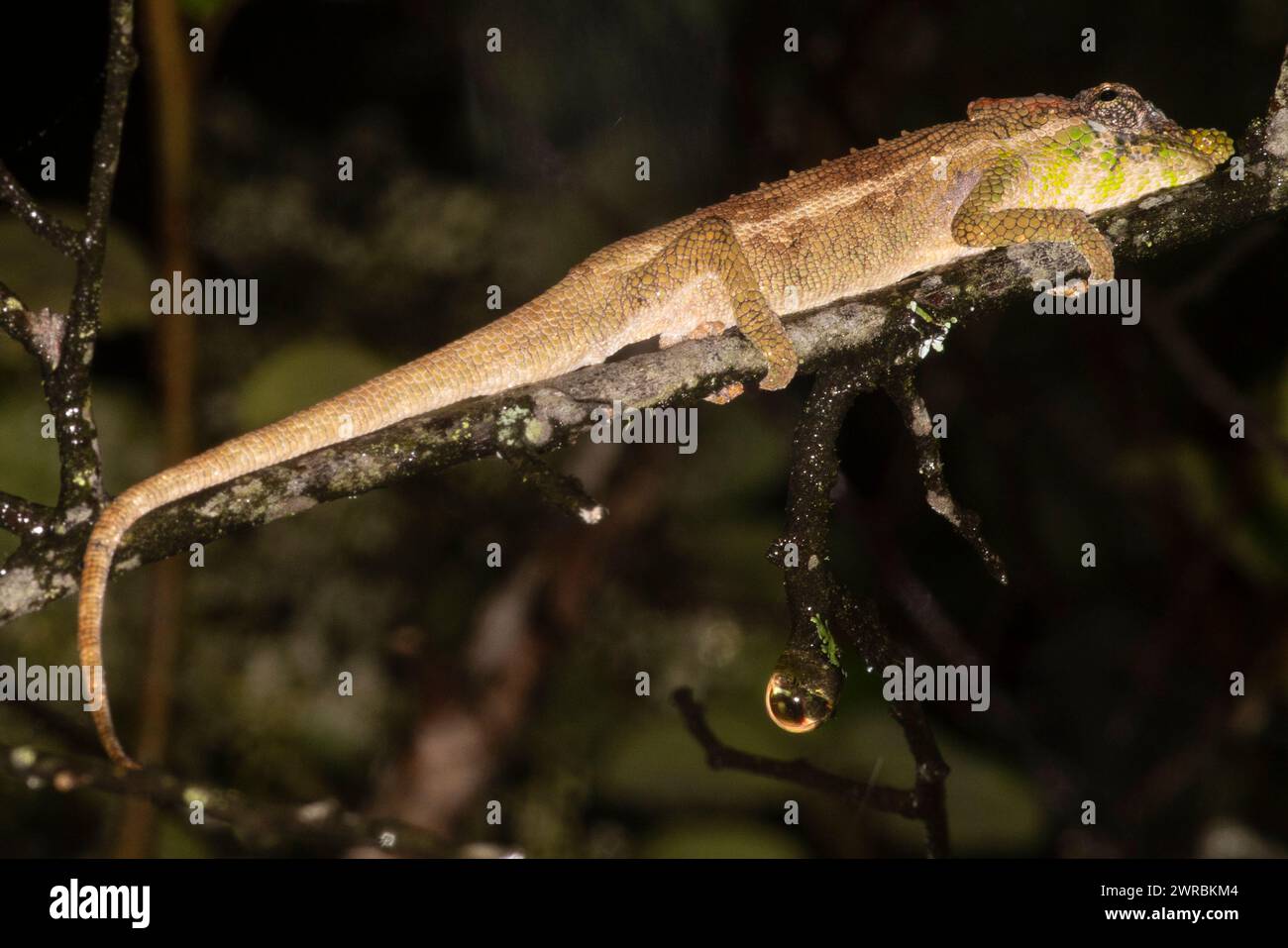 Short nosed deceptive chameleon hi-res stock photography and images - Alamy