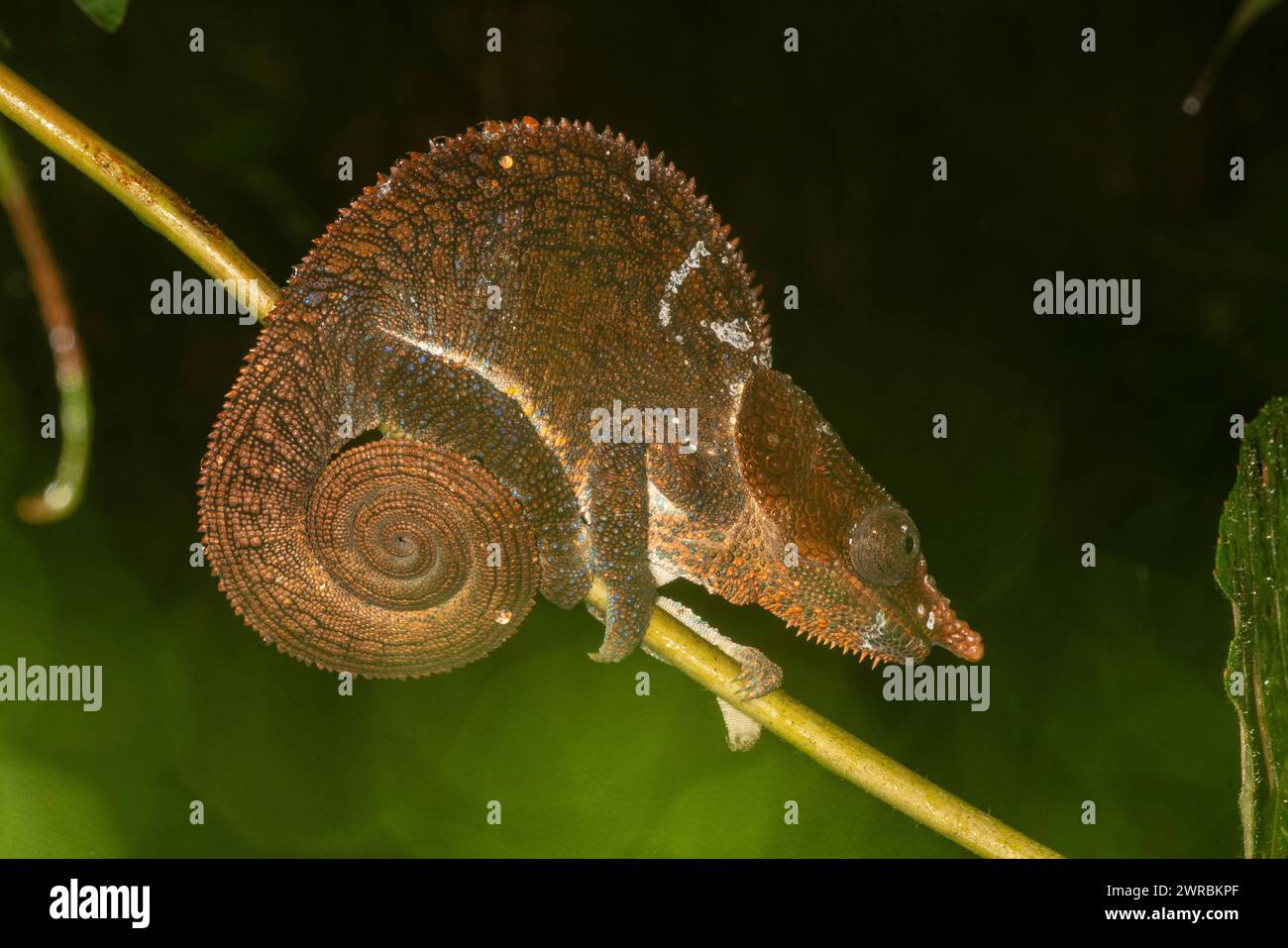 Blue-legged chameleon, Calumma crypticum, Ranomafana, Vatovavy ...