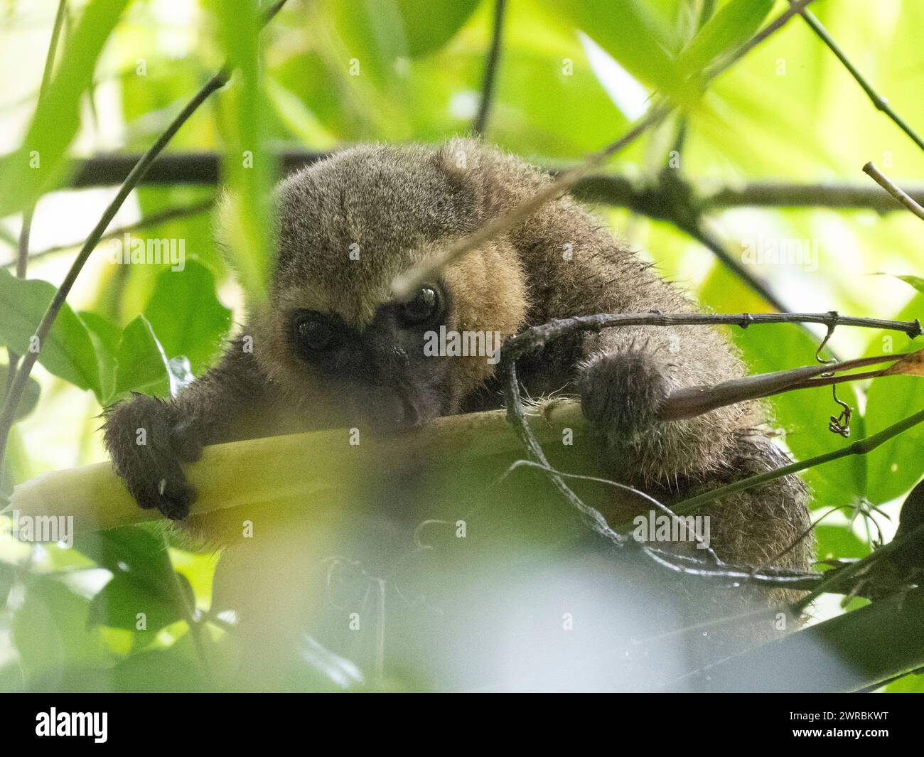 Golden bamboo lemur hi-res stock photography and images - Alamy