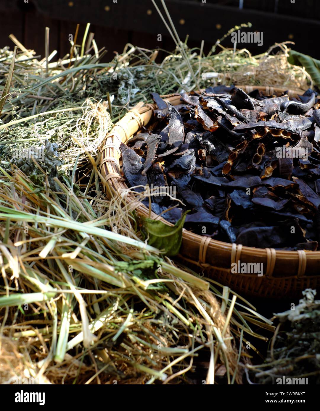 Locust fruit hi-res stock photography and images - Alamy