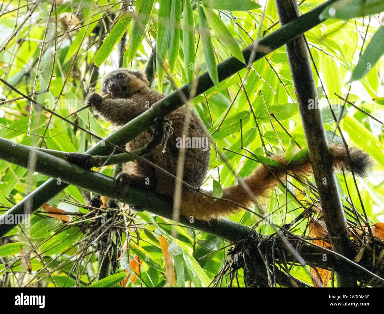 Golden bamboo lemur, Hapalemur aureus, Ranomafana, Vatovavy Fitovinany ...