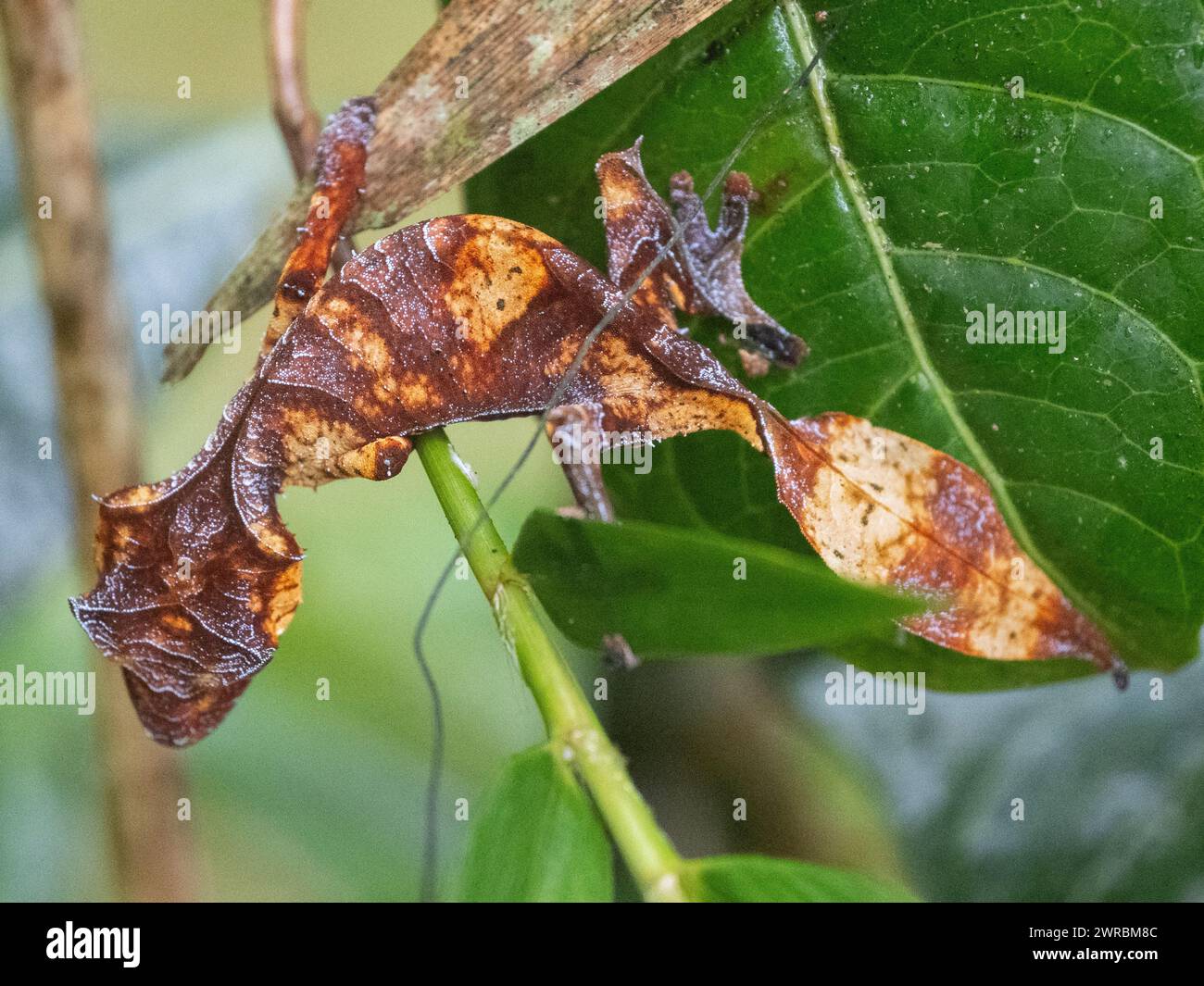 Satanic leaf-tailed gecko, Uroplatus phantasticus, Ranomafana, Vatovavy ...