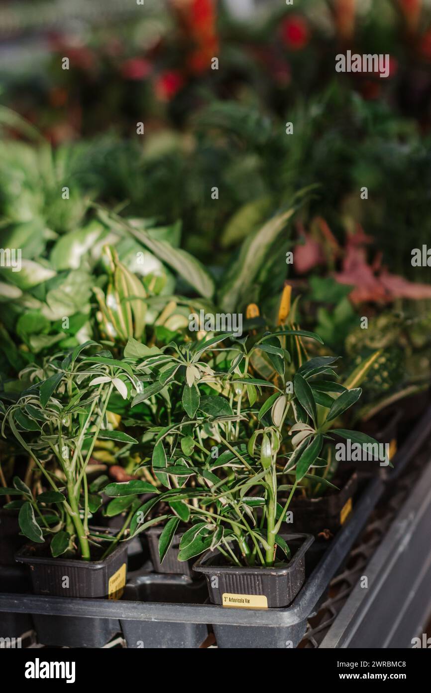 Variegated Dwarf Umbrella tree plant Stock Photo - Alamy