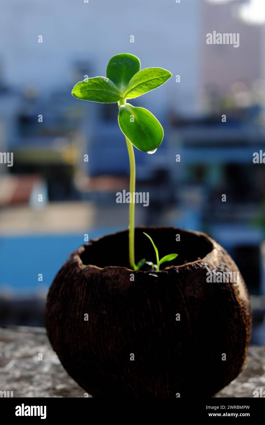 Recycle cocnut shell to make ecology pot for plant a tree, green bud ...