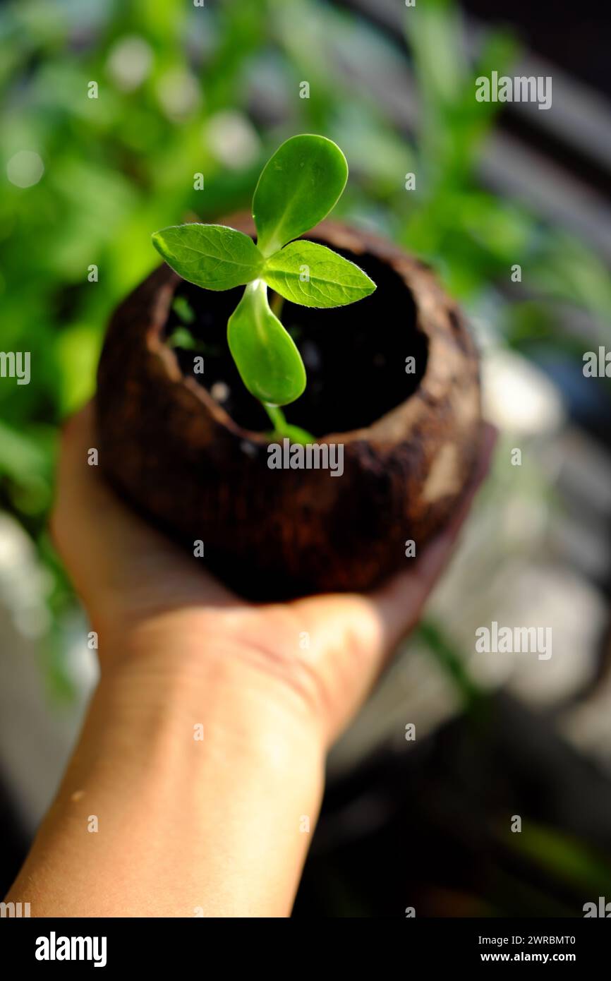 Recycle cocnut shell to make ecology pot for plant a tree, green bud ...
