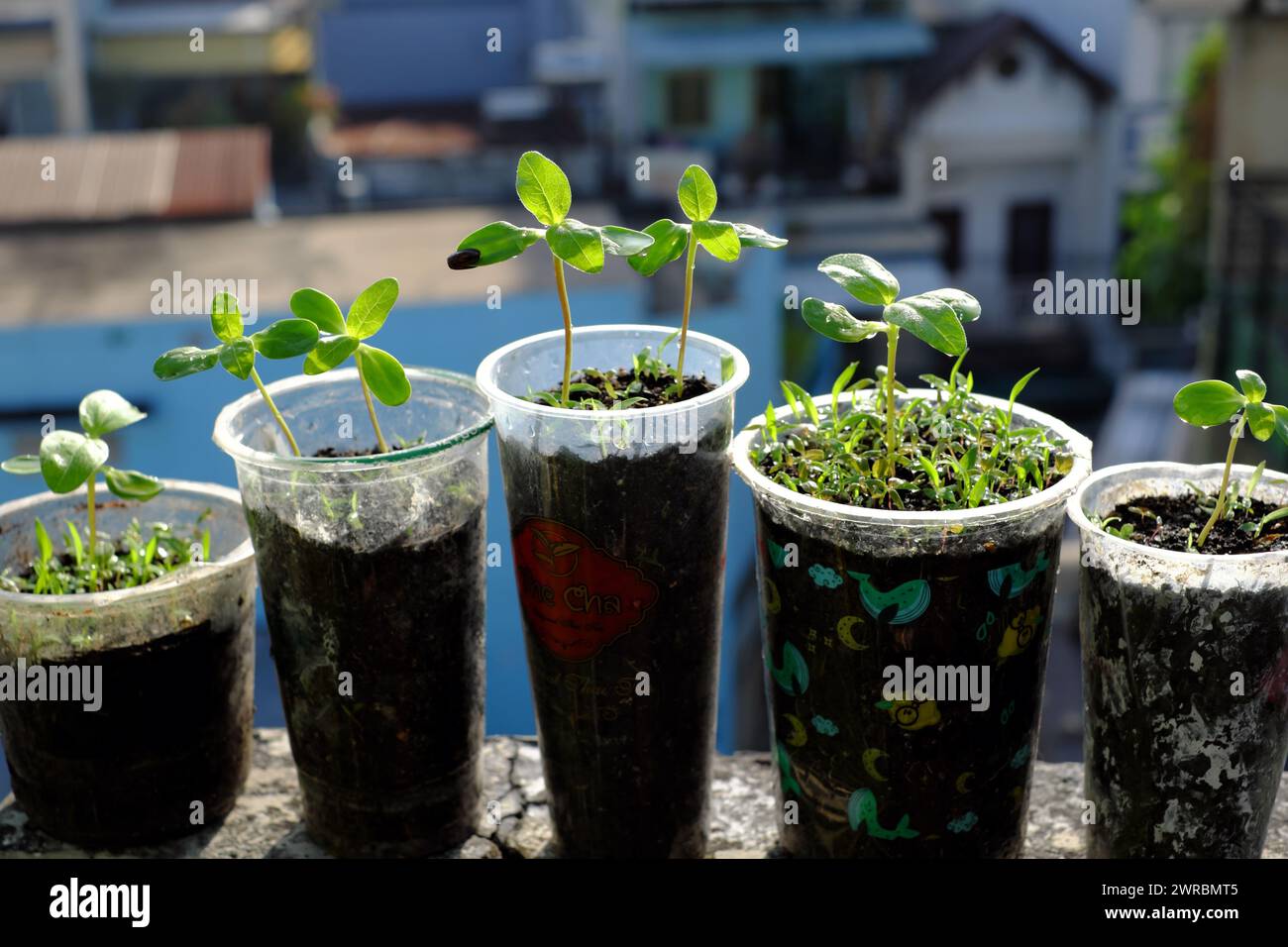 Recycle plastic glass to plant a tree, drink container can reuse with ...