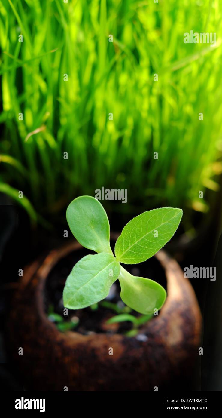 Recycle cocnut shell to make ecology pot for plant a tree, green bud ...