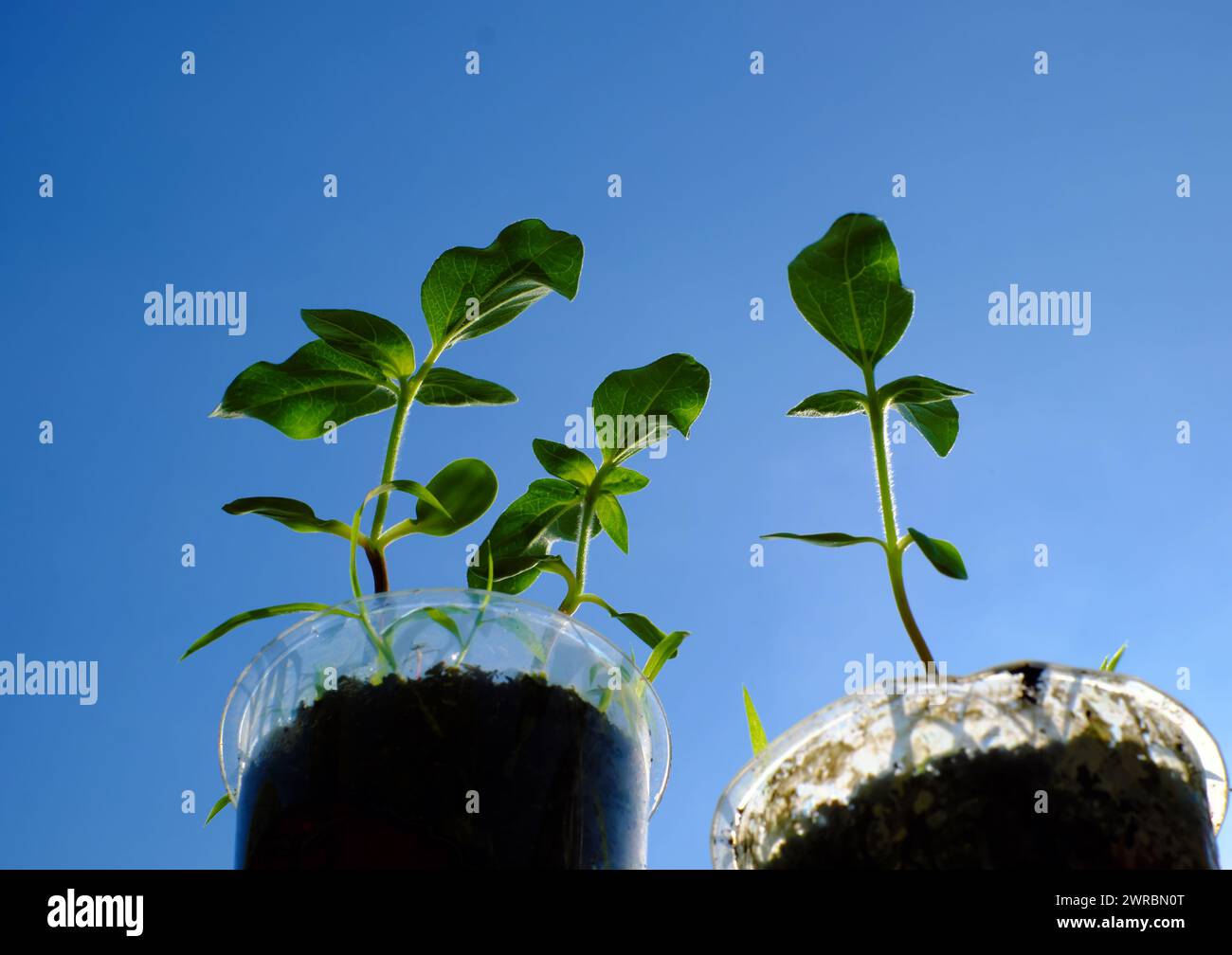 Recycle plastic glass to plant a tree, drink container can reuse with ...