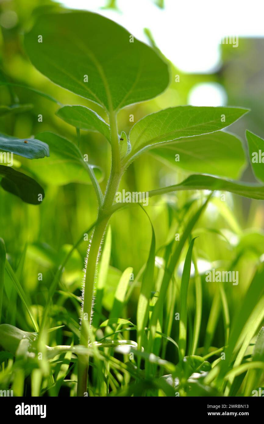 Recycle cocnut shell to make ecology pot for plant a tree, green bud ...