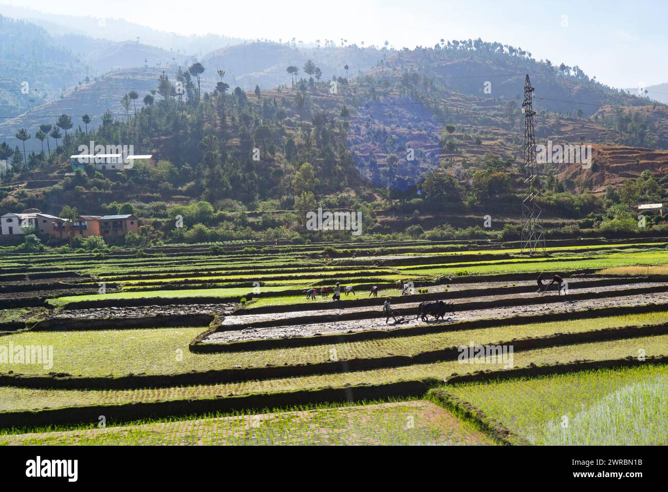 Rice paddies, Manandona, Antsirabe II, Vakinankaratra, Madagascar Stock ...