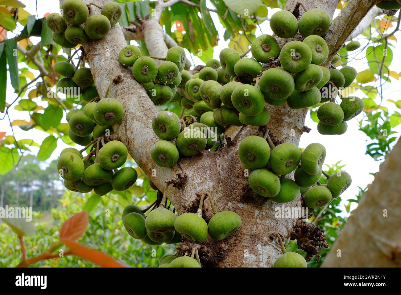 Fig tree or Ficus Racemosa with green fruits on tree trunk a kind of ...