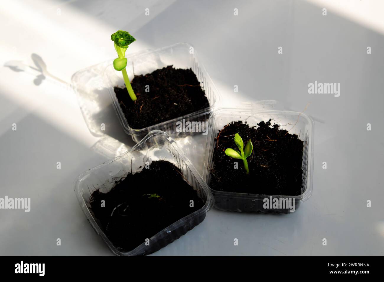 Reuse waste to make plastic pot for sow seeds, sprout growth make new ...