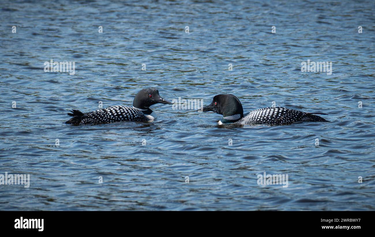 Common Loons Swimming Stock Photo - Alamy