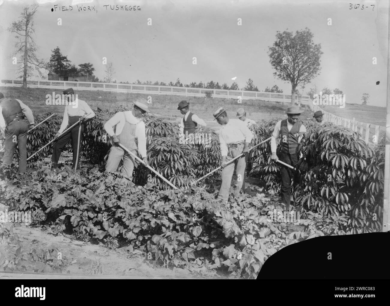 Field work, Tuskegee, Photograph shows students at the Tuskegee ...
