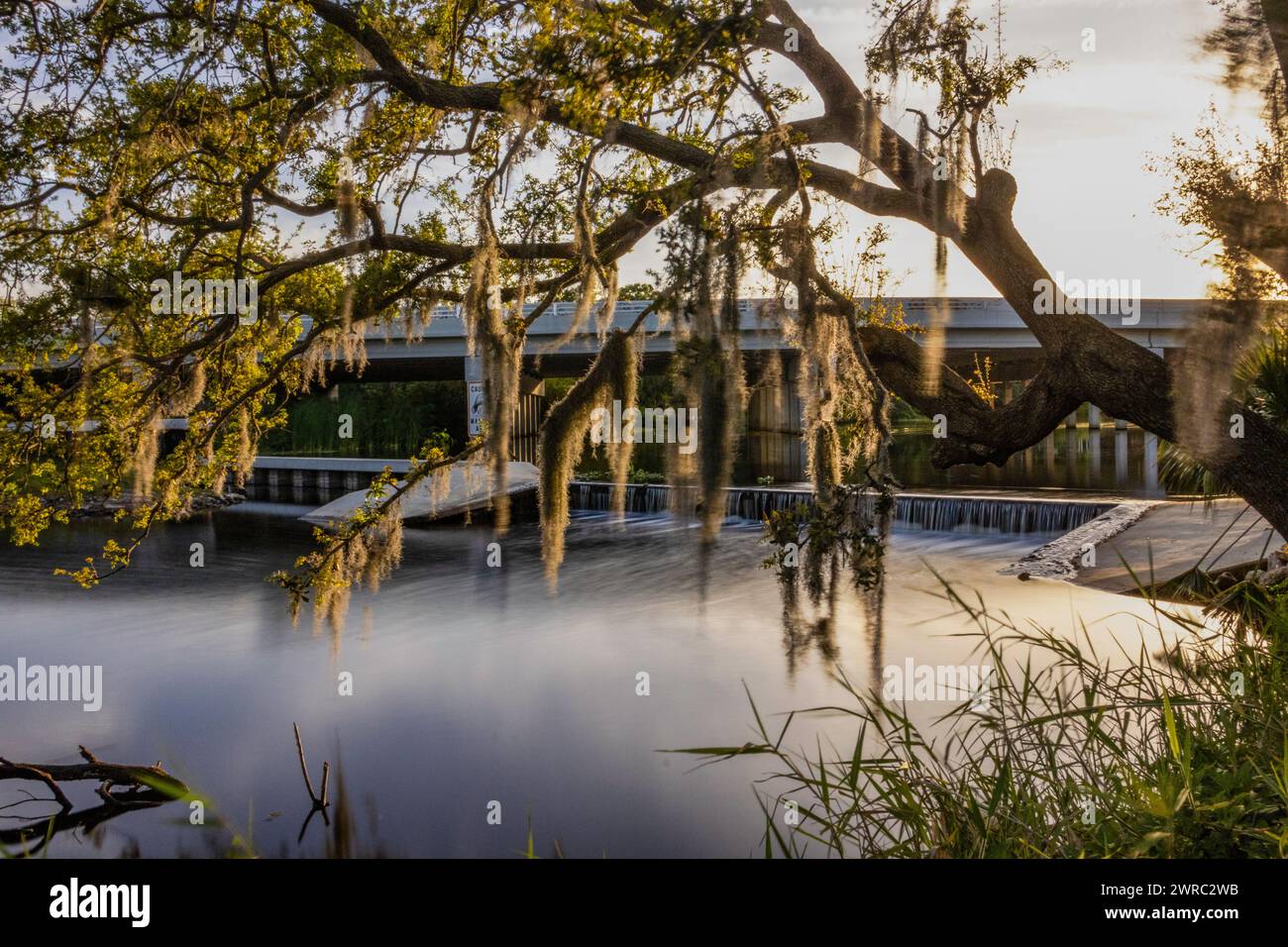 Oakey oaks hi-res stock photography and images - Alamy