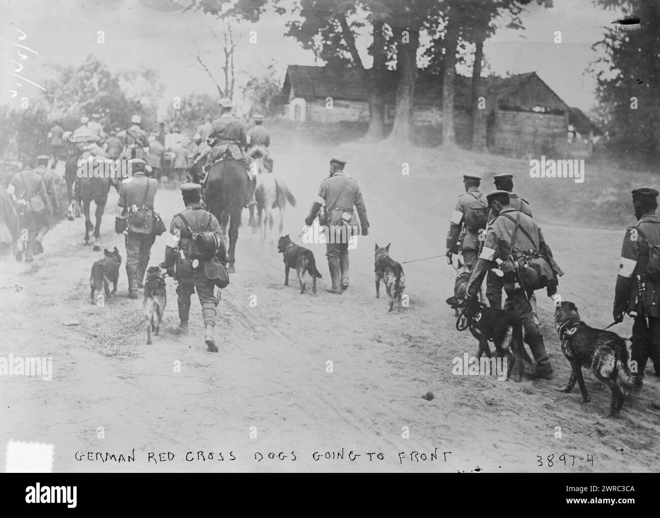 German Red Cross Dogs going to front, Photograph shows German soldiers ...