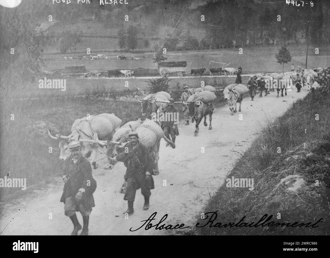 Food for Alsace, Photograph shows soldiers leading pack animals ...