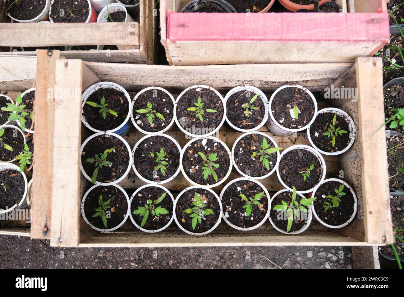Seedlings from an agroecological vegetable garden. Concepts of growing ...