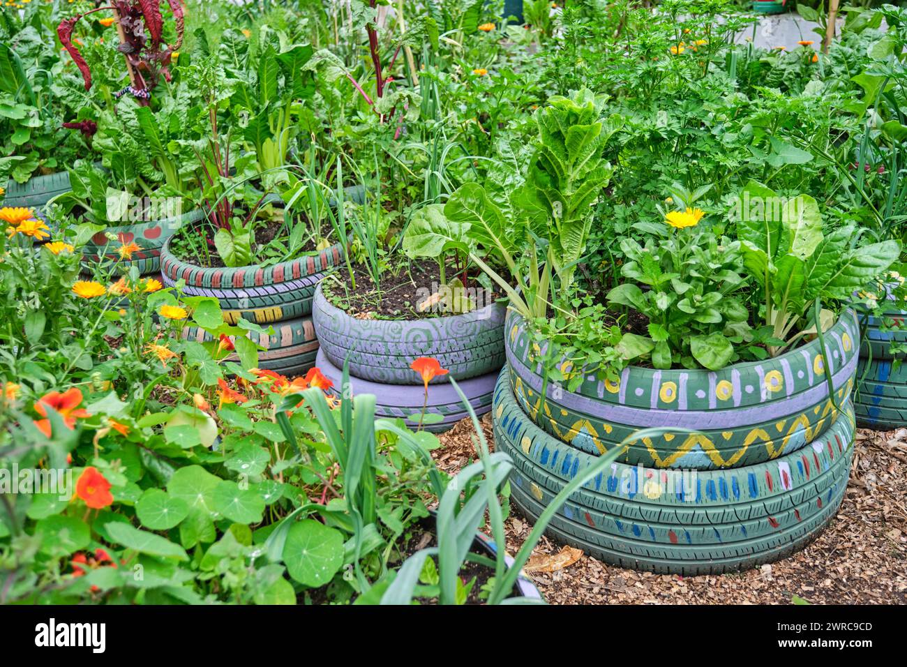 Edible plants planted in reused painted old tires in an urban vegetable ...