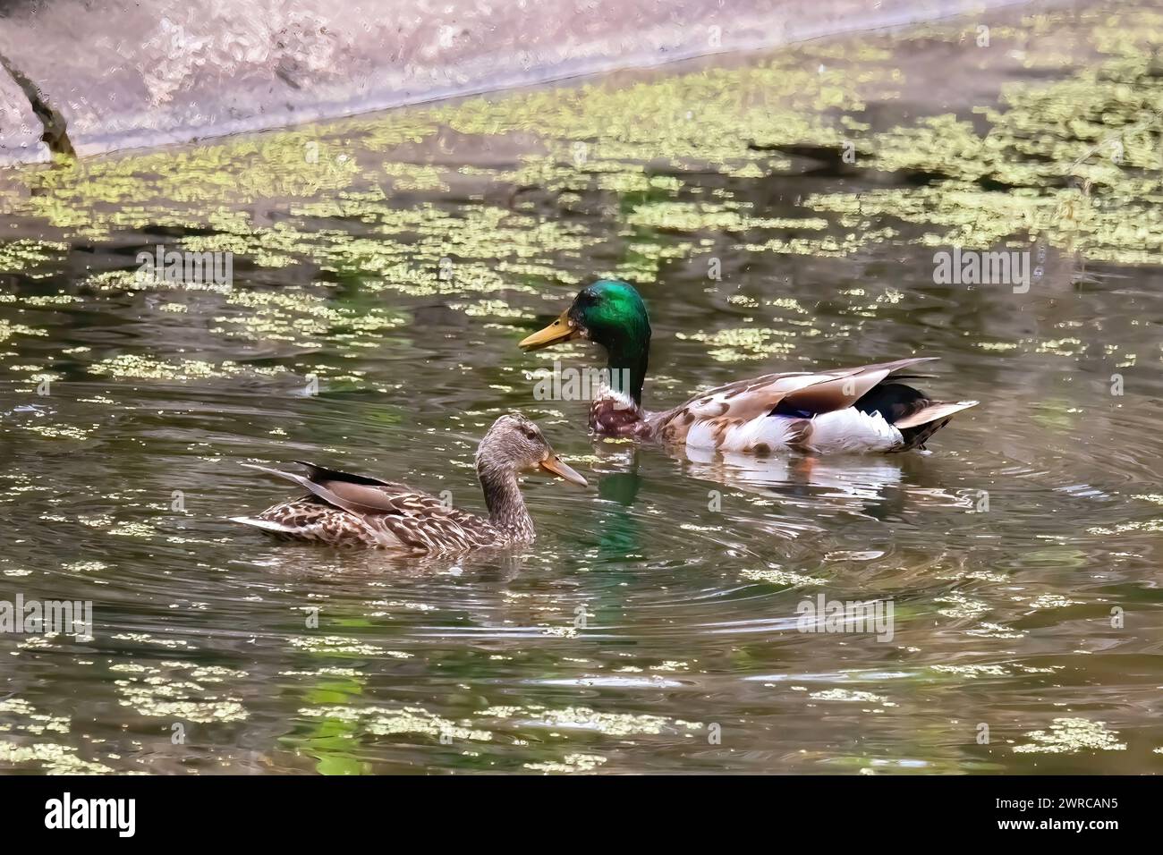 Pair of male and female mallard ducks swimming in a pond on a summer ...