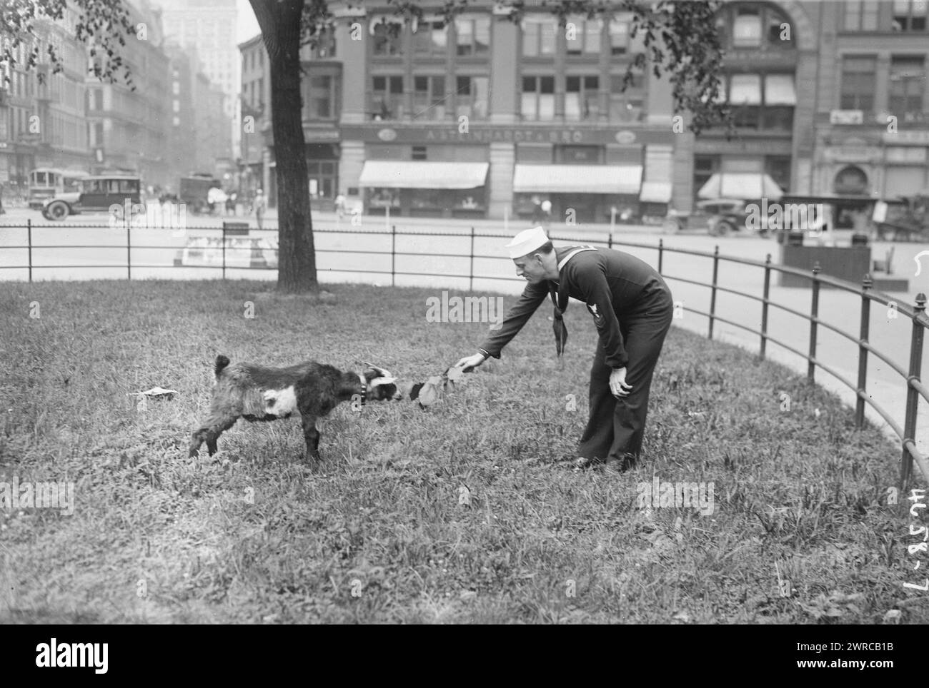 City goat Black and White Stock Photos & Images - Alamy