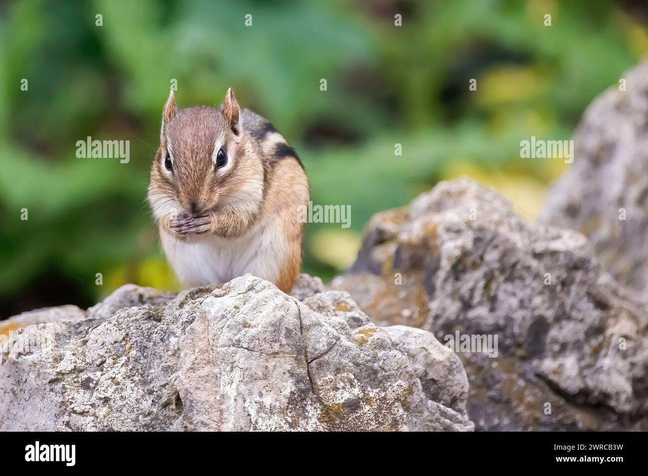Chipmunk eating on a pile of rock on a summer day at the Como Park Zoo ...