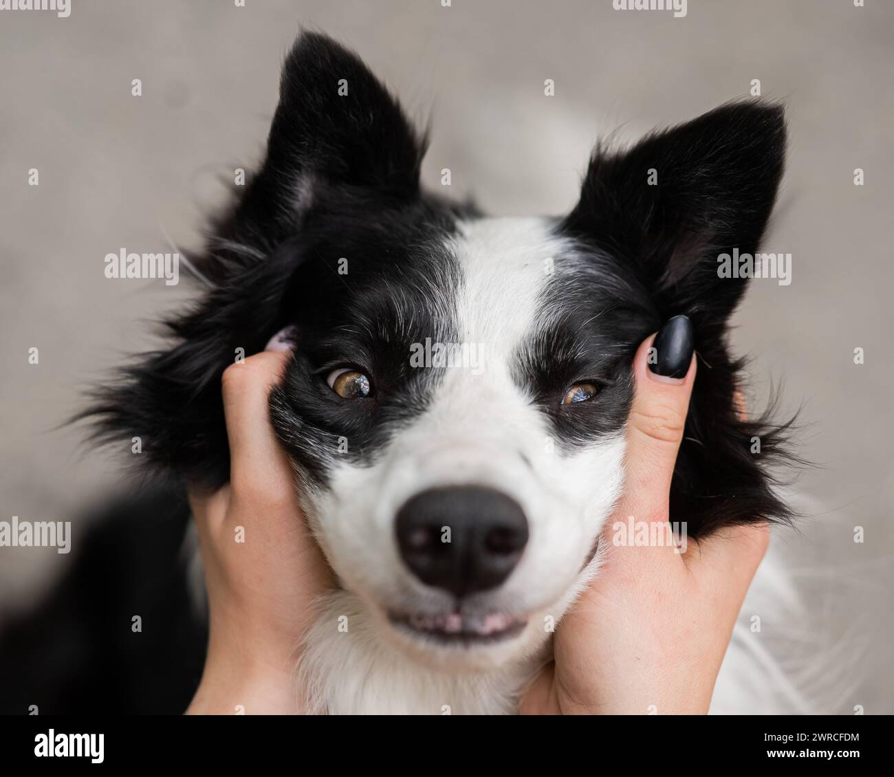 The owner squeezes the muzzle of the border collie dog outdoors Stock ...