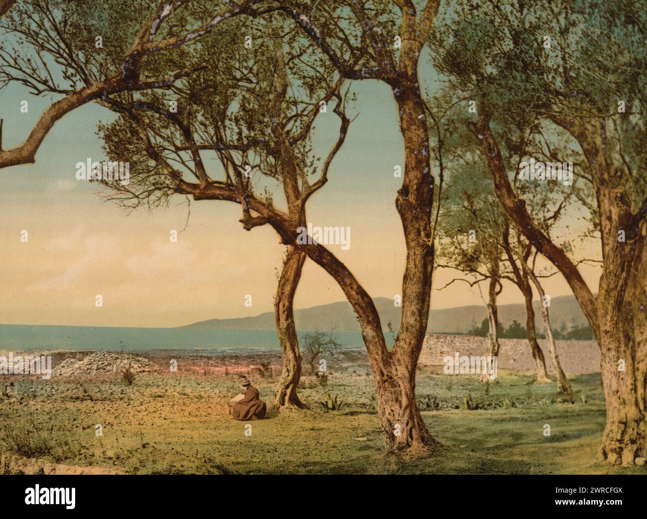 Olive trees, Mentone, Riviera, between ca. 1890 and ca. 1900., Color ...