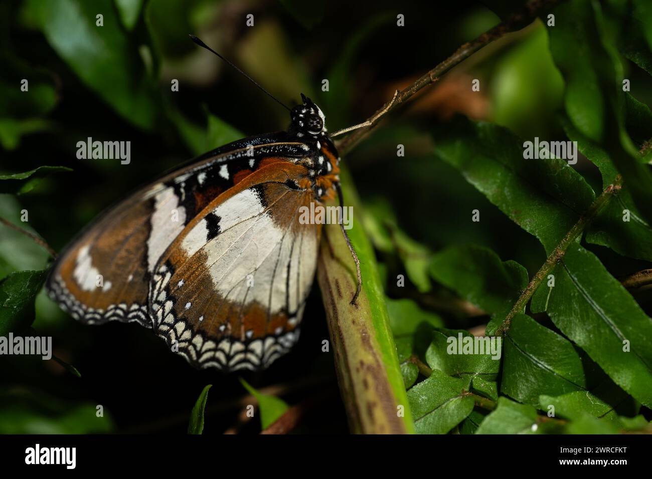 Great Eggfly Butterfly, Hypolimnas bolina Stock Photo - Alamy