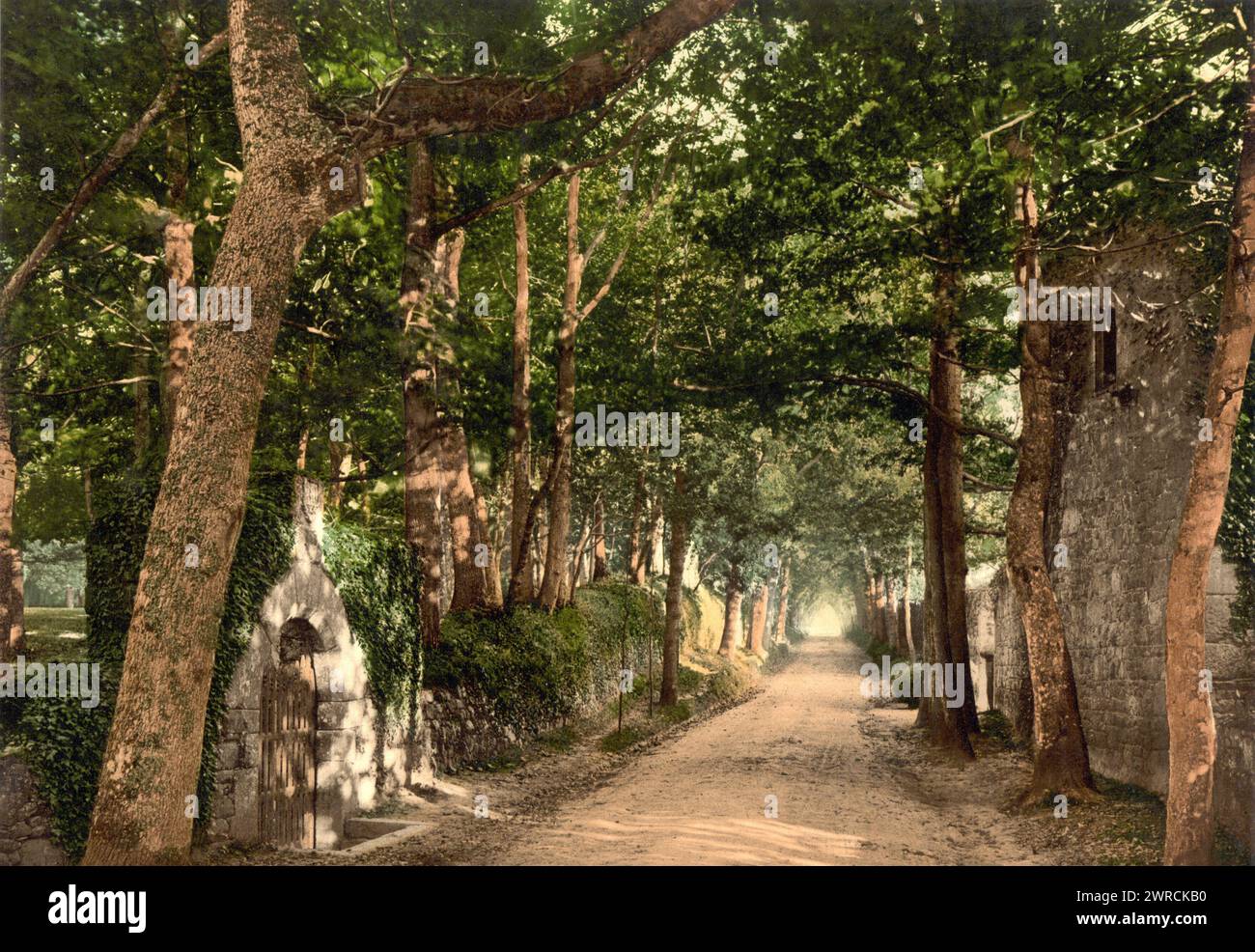 Jersey, Vinchelez Lane, Channel Islands, between ca. 1890 and ca. 1900 ...