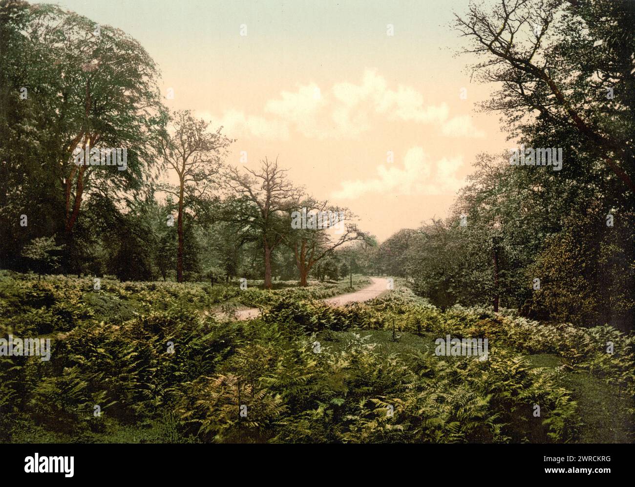 A view near Speech House, Forest of Dean, England, between ca. 1890 and ...