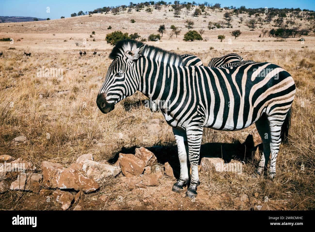 Zebra in its natural habitat in a wildlife preserve area in Gauteng ...