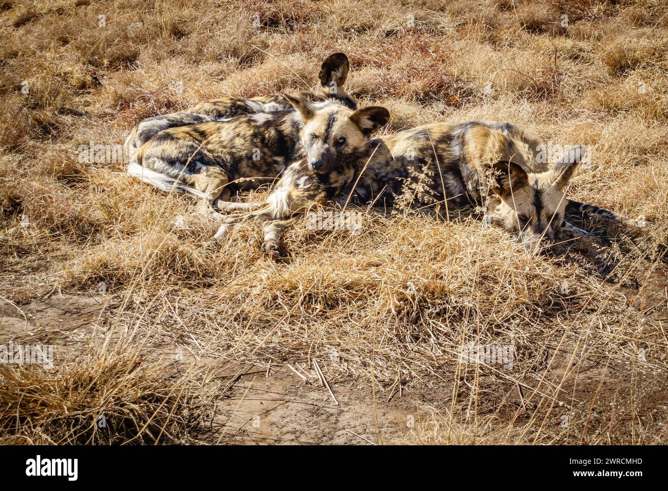 African wild dogs resting in their natural habitat in a wildlife ...