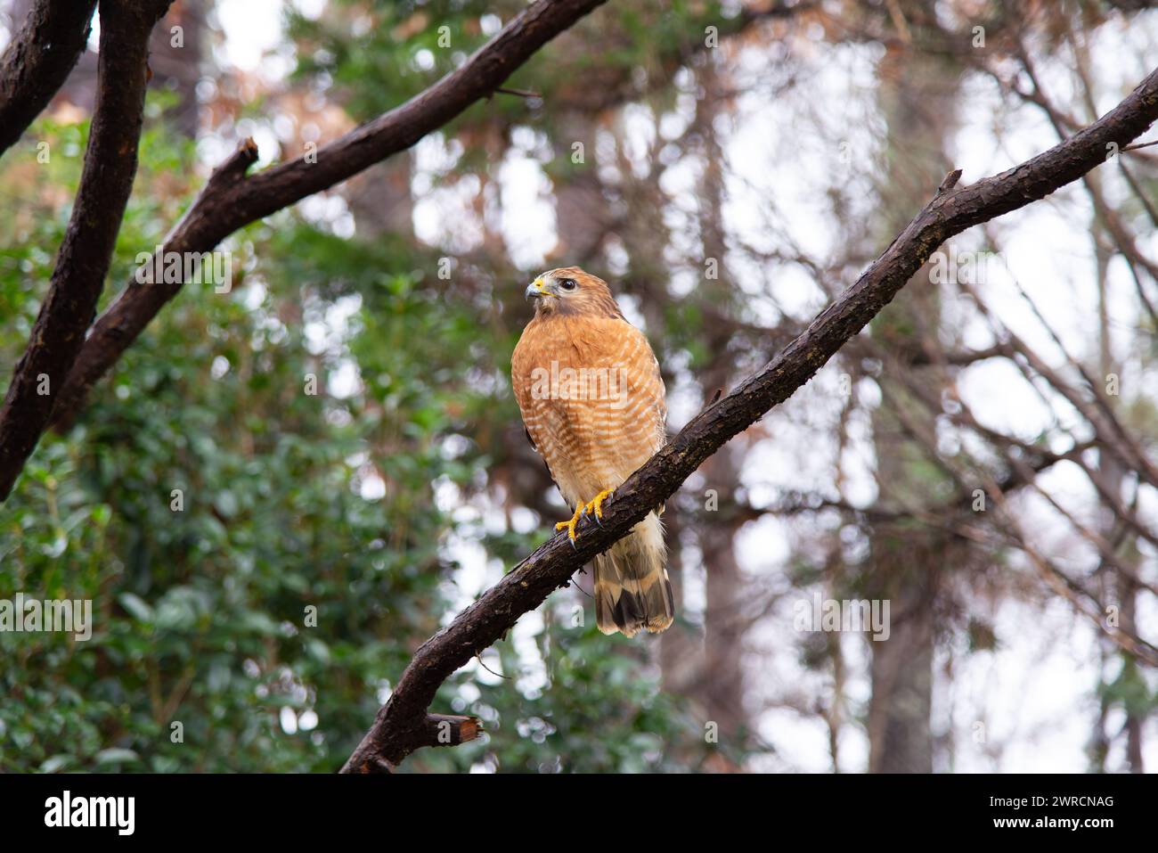 An adult Red-shouldered Hawk (Buteo lineatus) sitting on a tree branch ...