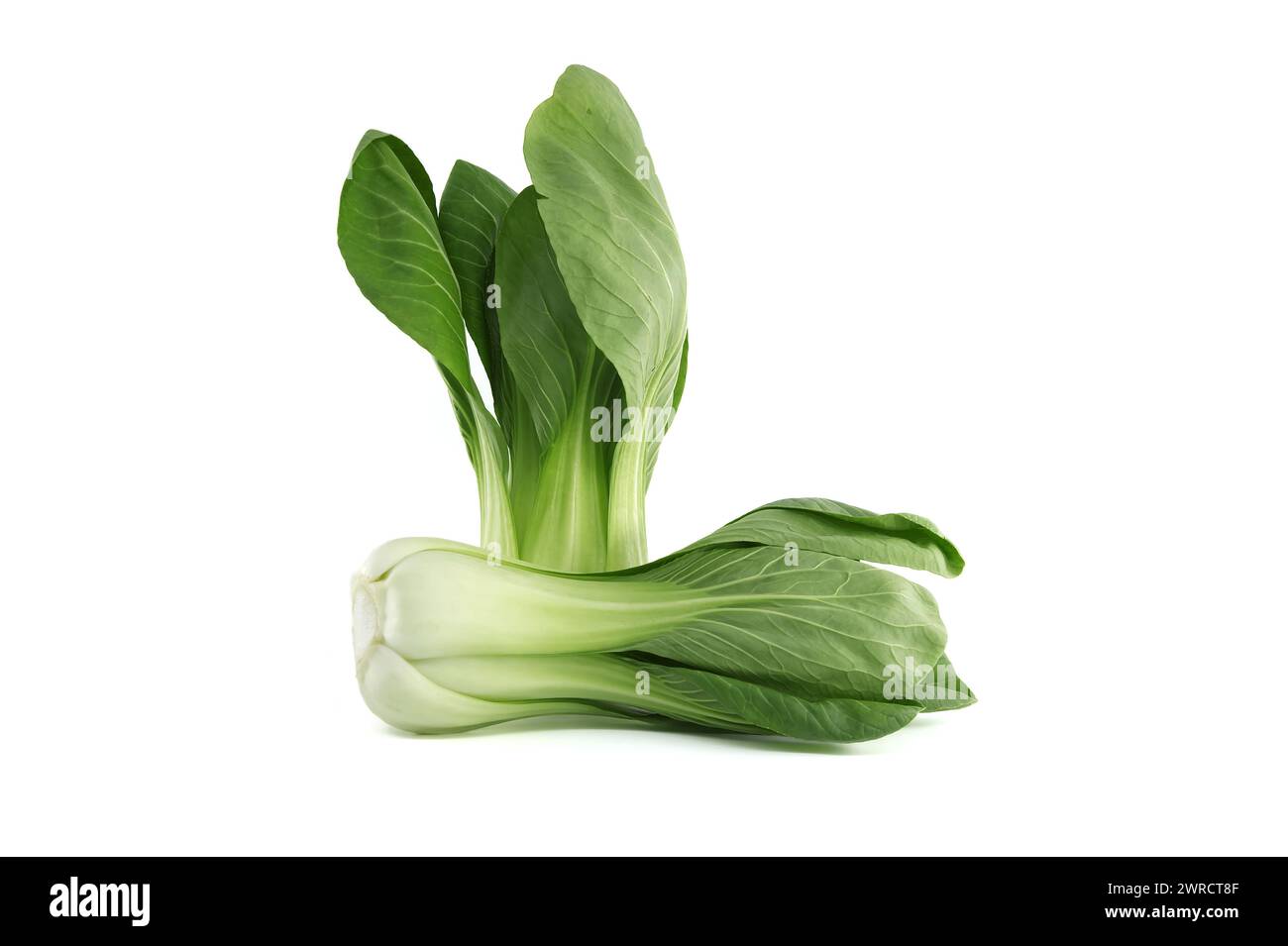 Pak choi, also known as bok choi or pok choi type of Chinese cabbage ...