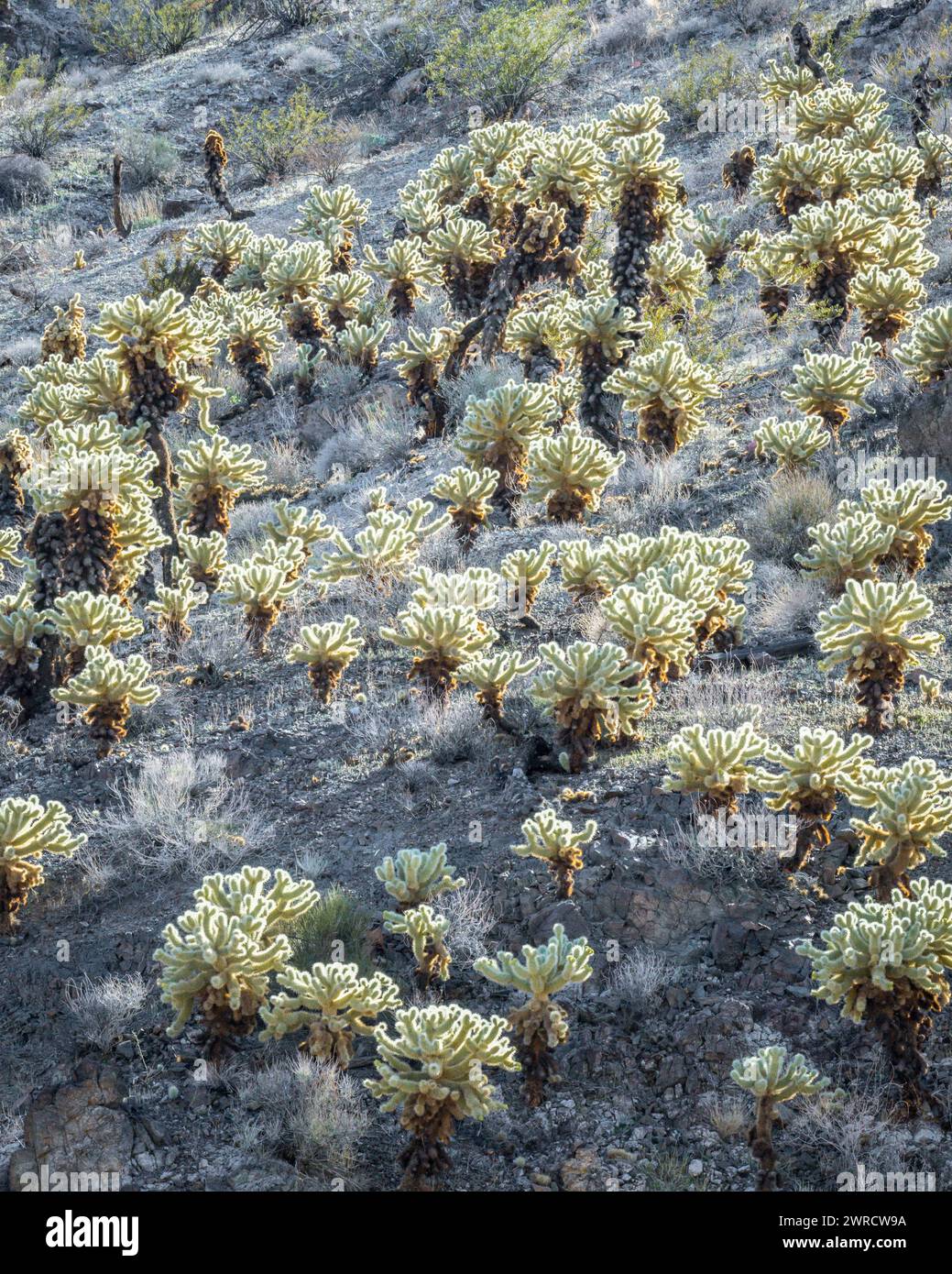 Cholla cacti on conglomerate sandstone cliffs in Mojave desert - Mohave ...