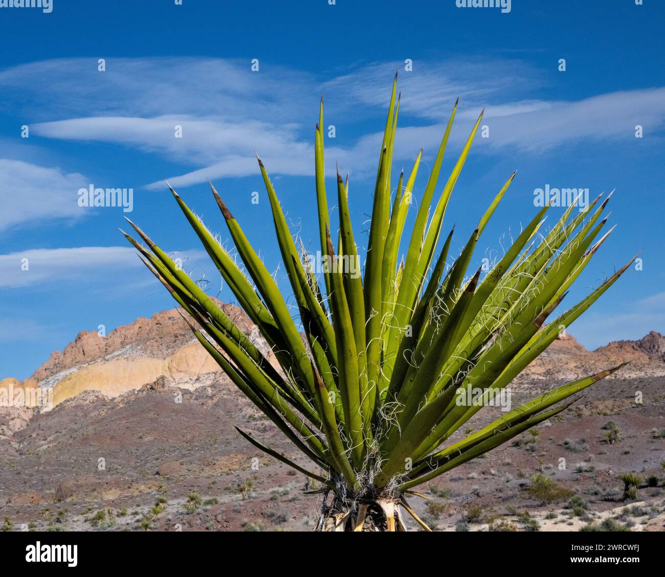 Yucca plant Mojave desert in Eldorado Valley with conglomerate ...