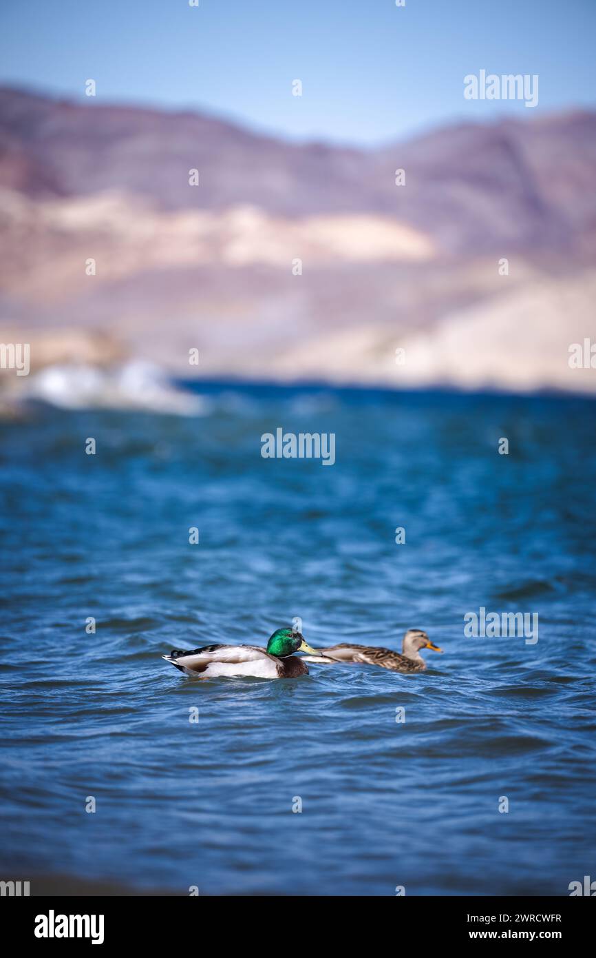 Colorado River and mallard duck in Nelson Nevada - conglomerate ...