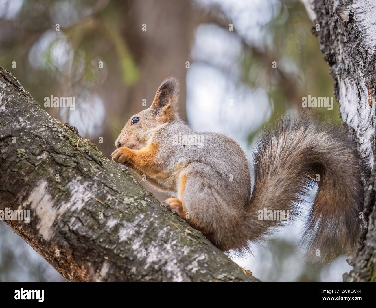 The squirrel with nut sits on tree in the autumn. Eurasian red squirrel ...