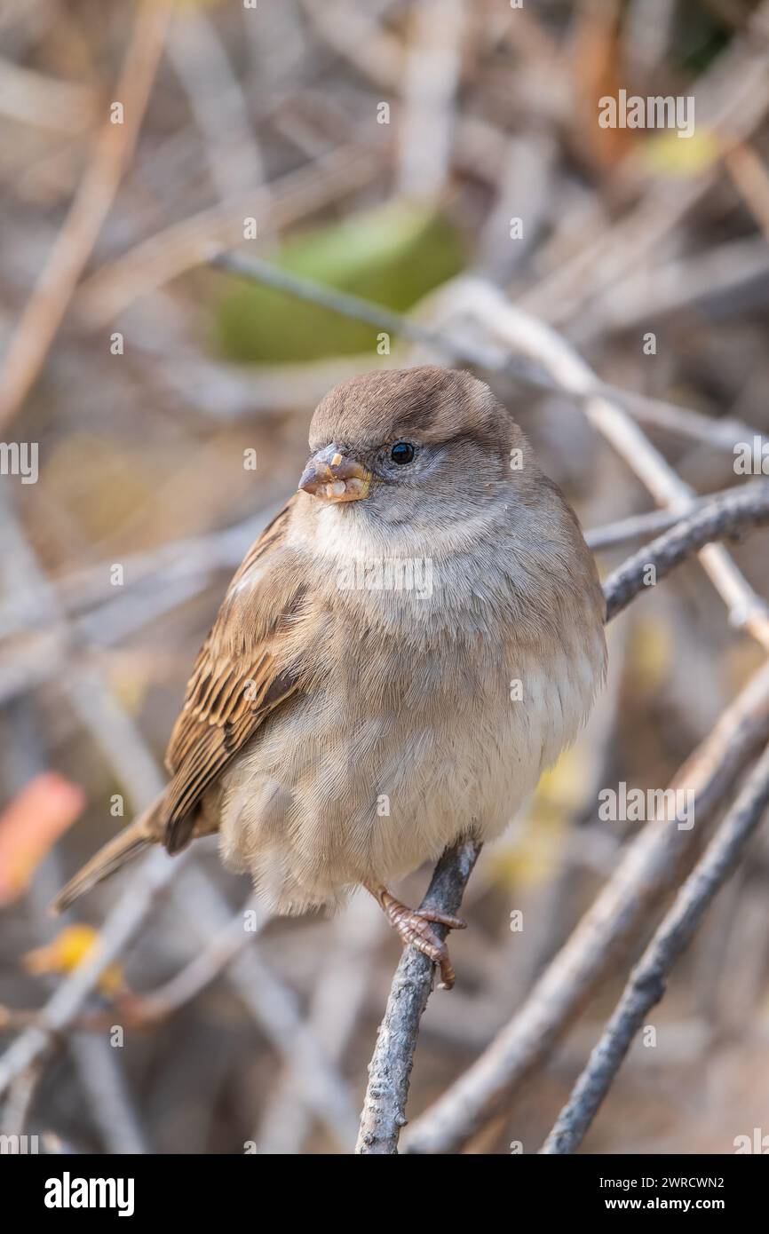 Sparrow sits on a branch without leaves. Sparrow on a branch in the ...