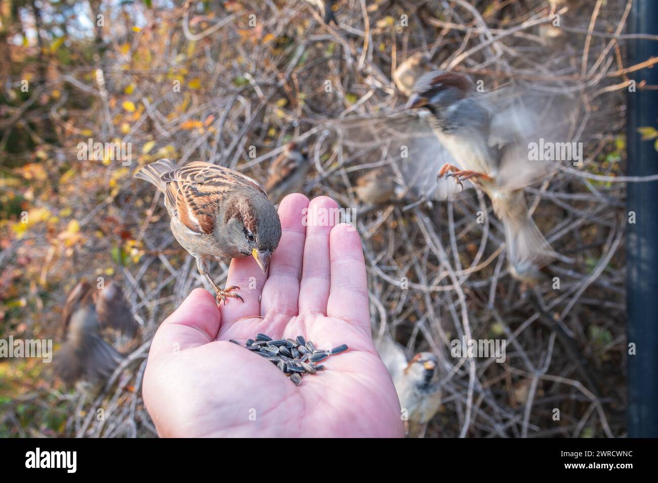 Sparrow eats seeds from a man's hand. A Sparrow bird sitting on the ...