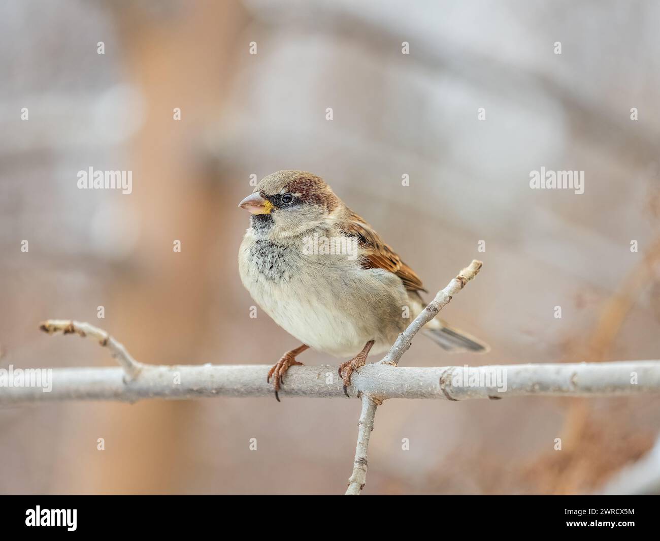 Sparrow sits on a branch without leaves. Sparrow on a branch in the ...