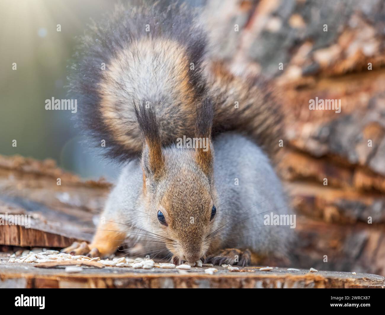 A squirrel sits on a stump and eats nuts in autumn. Eurasian red ...
