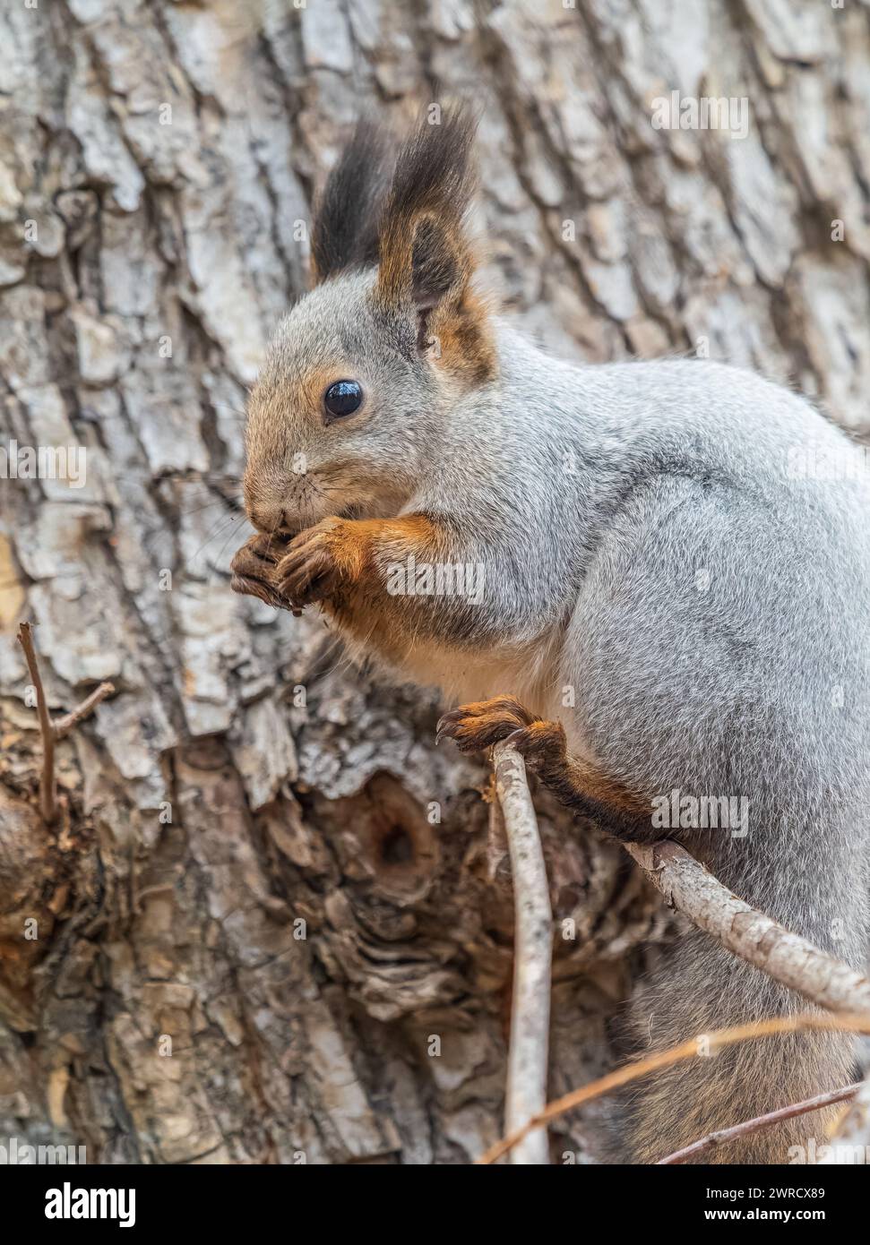 The squirrel with nut sits on tree in the autumn. Eurasian red squirrel ...